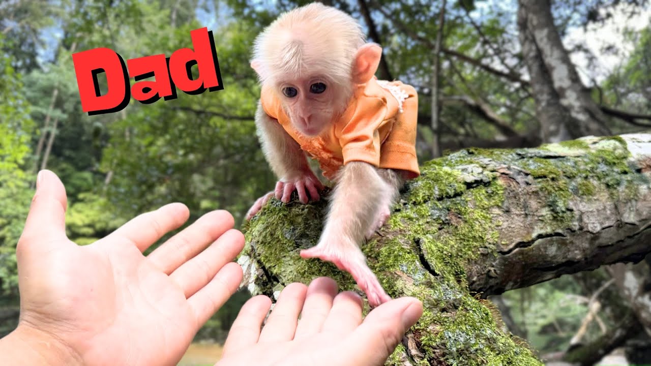 Monkey Kyo and Dad: Exploring the mysterious forest | Full version ...