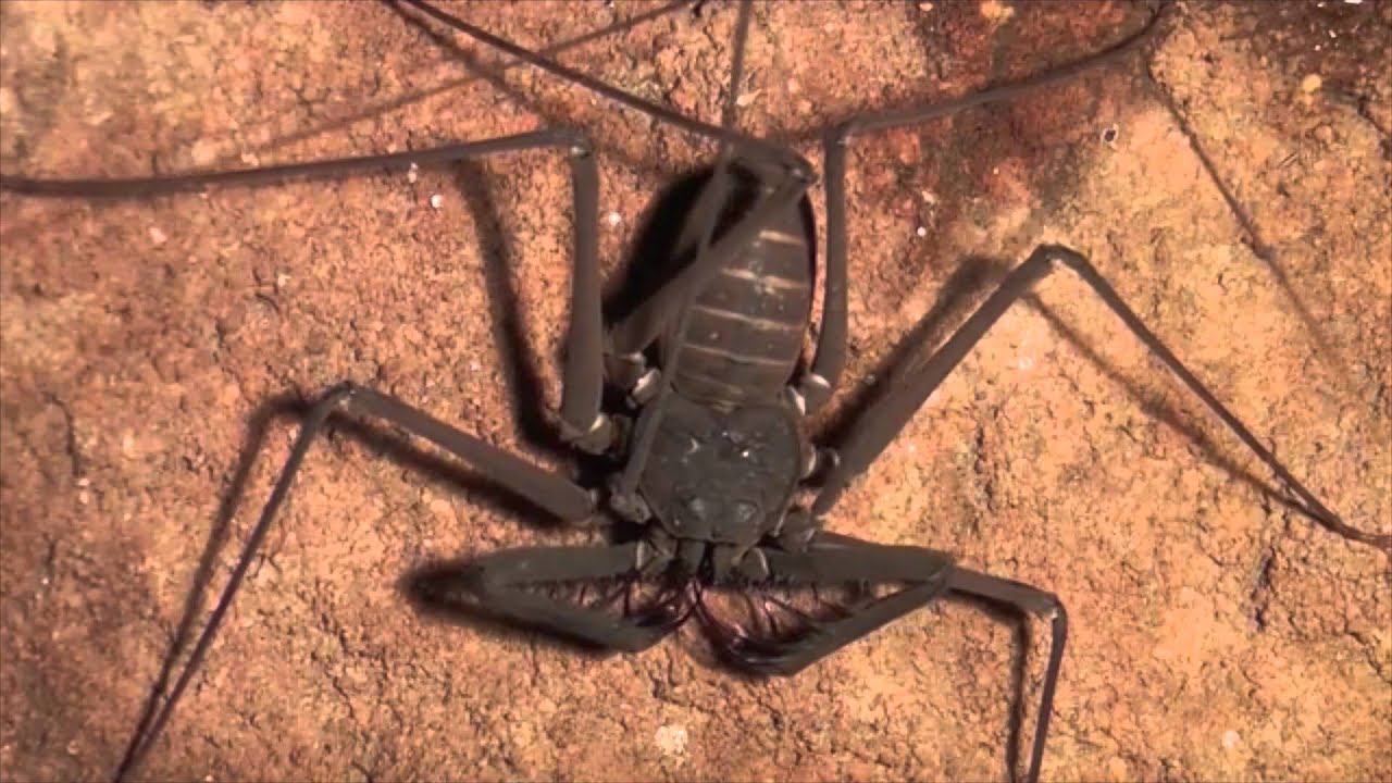 New record of a Whip Spider - YouTube