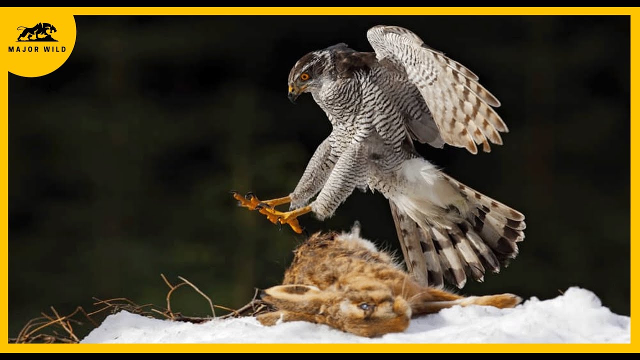 15 Merciless Hawk Hunting Moments Caught On Camera - YouTube