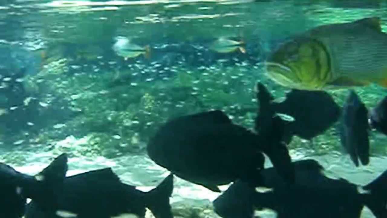 Floating, natural fish nursery, natural breeding of fish, freshwater ...