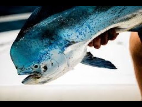 Unfathomed 2020 Episode 3- Pelagic fishing with Capt.Rufus Wakeman ...