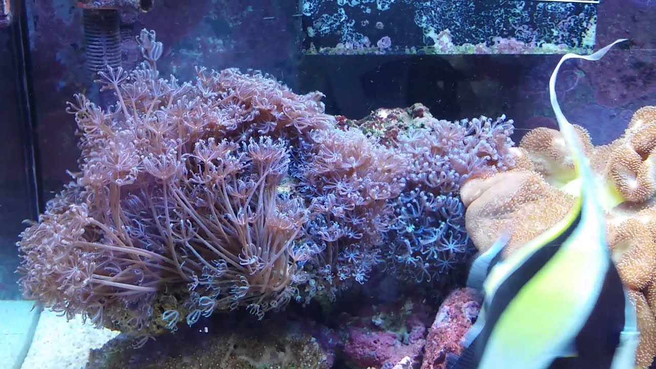 Blue Anthelia Under PC Lighting - YouTube