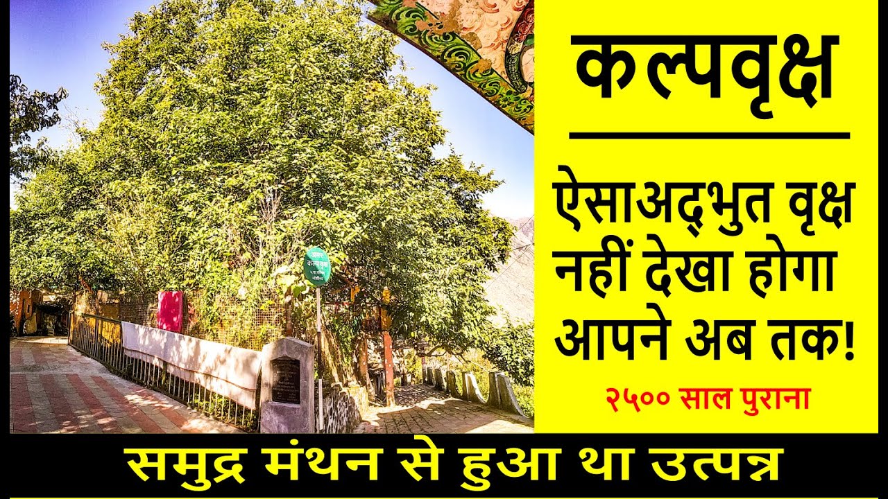 Amar Kalp Vriksh | Kalpatru Aged-2500 years | Jyotirmath | Joshimath ...
