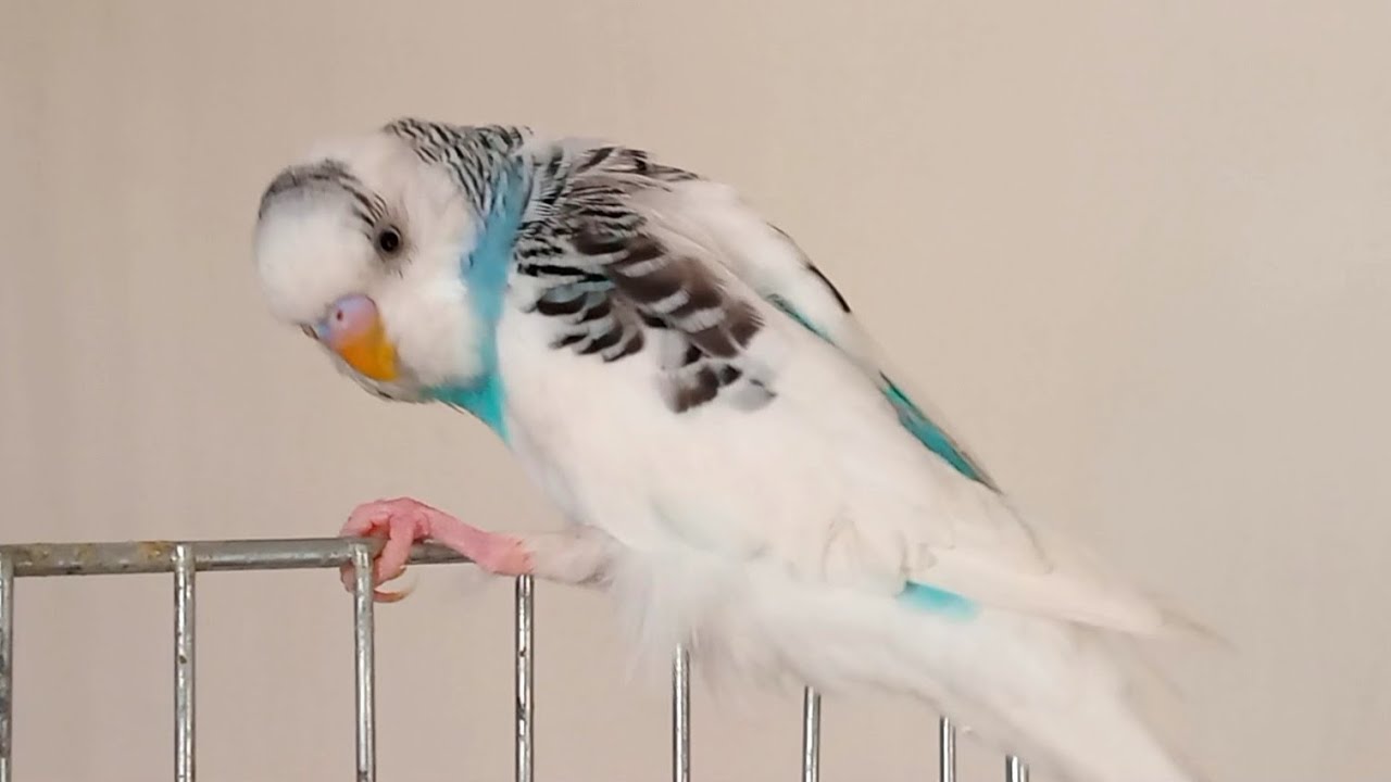Our Disabled Male Budgie - YouTube