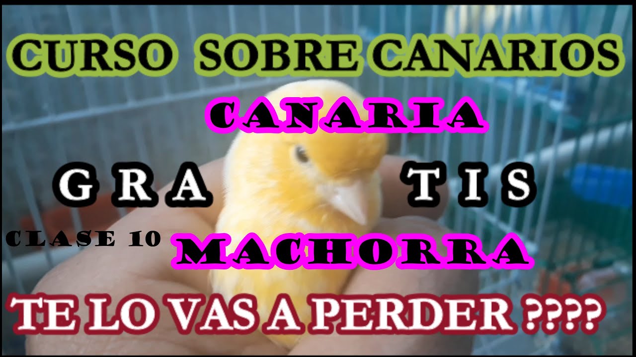 CANTO DE CANARIA MACHORRA//LAS CANARIAS CANTAN ?? - YouTube