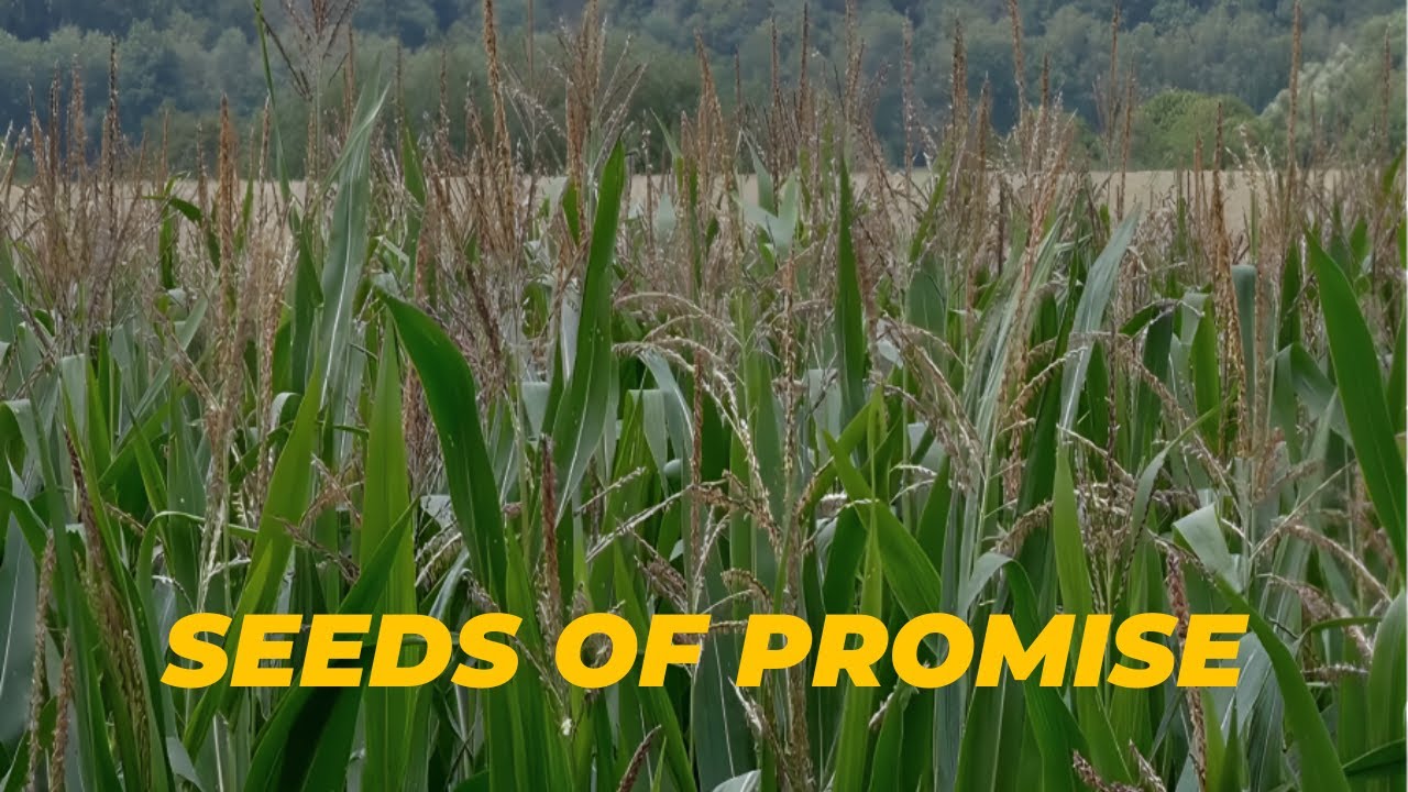 Seeds of Promise (Fillmore) - With lyrics - SATB - YouTube