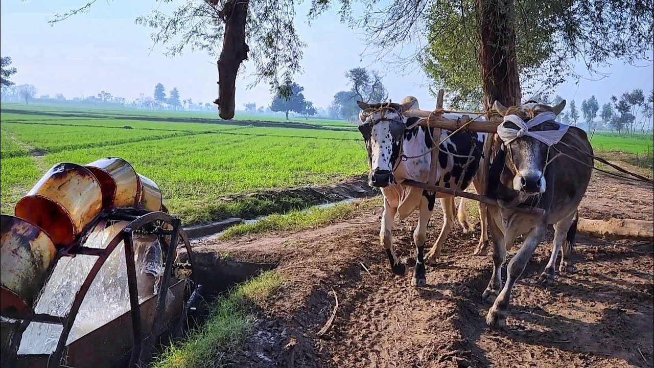 Bull-Driven Water Wheel Irrigation System in Pakistan | Traditional ...