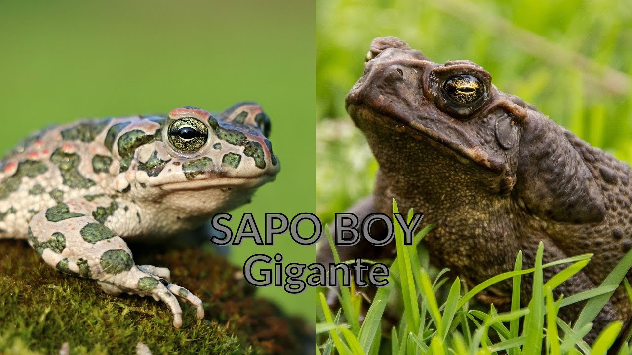 SAPO BOY Gigante🎵👍🙏🐾🐾 - YouTube