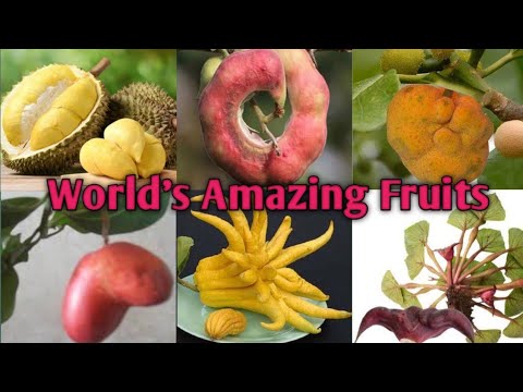 World's Amazing Fruits | Amazing Fruits | Amazing Fruits In The World ...