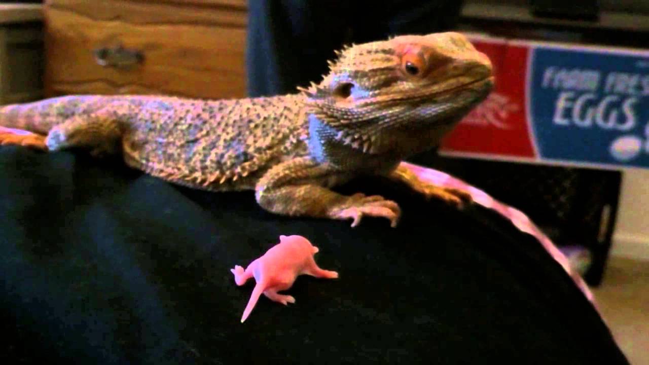 Spiky's first pinky of 2016 - YouTube