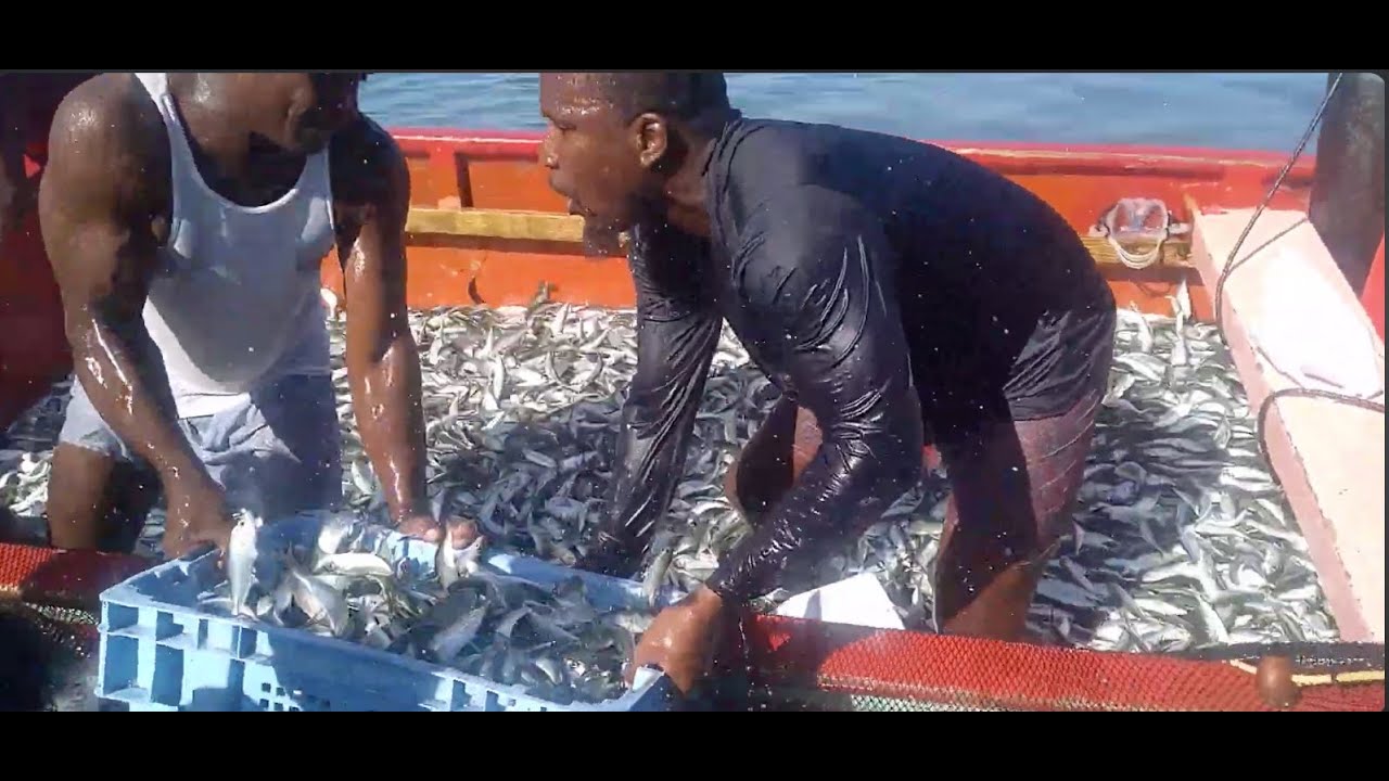 BOUNTIFUL CATCH OF FISH IN DOMINICA | FISHING - SIRI OUTSIDE - YouTube