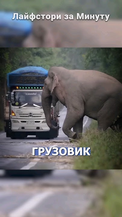 Самый УМНЫЙ СЛОН на свете #события #новостимира #новости - YouTube