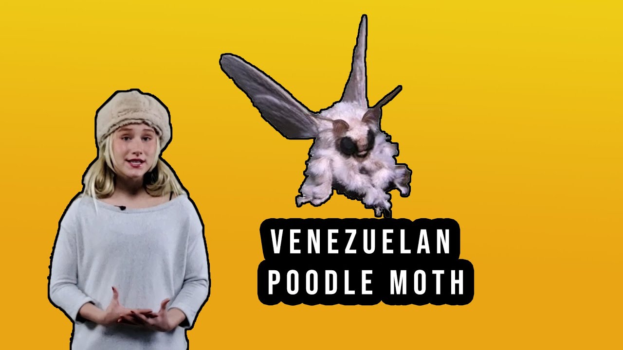 Poodle Moth Hoax