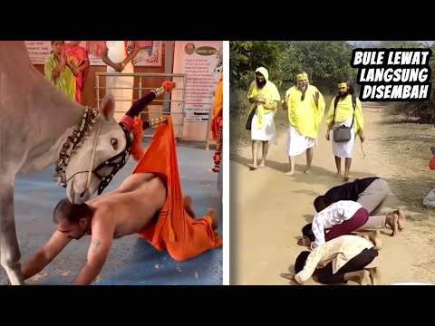 LAGI NYEMBAH SAPI MALAH DISERUDUK ! MOMEN NGAKAK PRINDAVAN PART 13