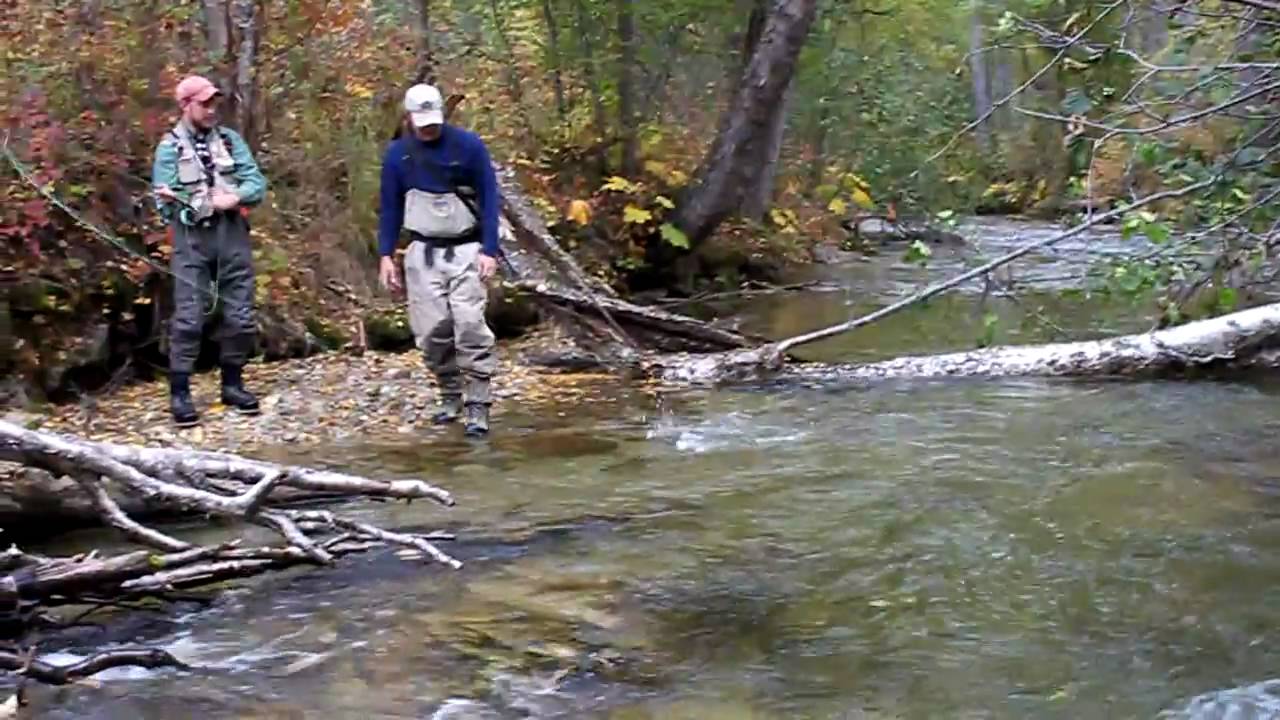 Rainbow Trout in Larson Creek Alaska - YouTube