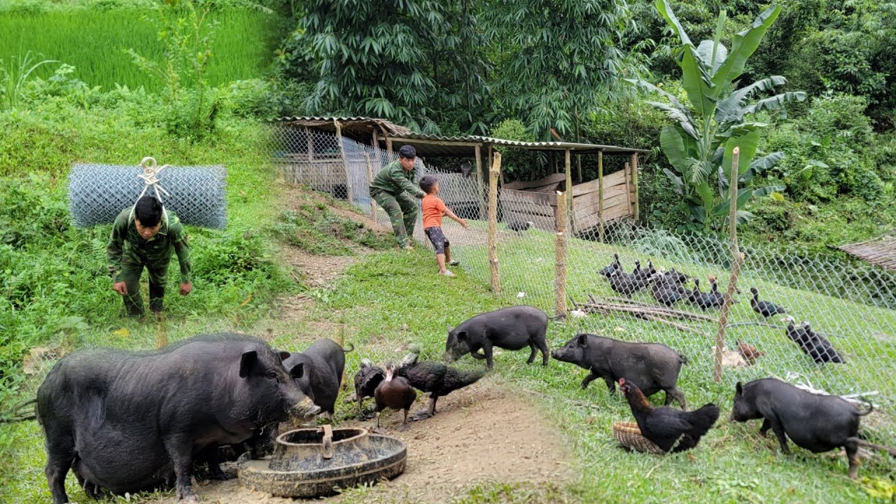 An went the market to buy wire mesh to build a fence to release the sow ...