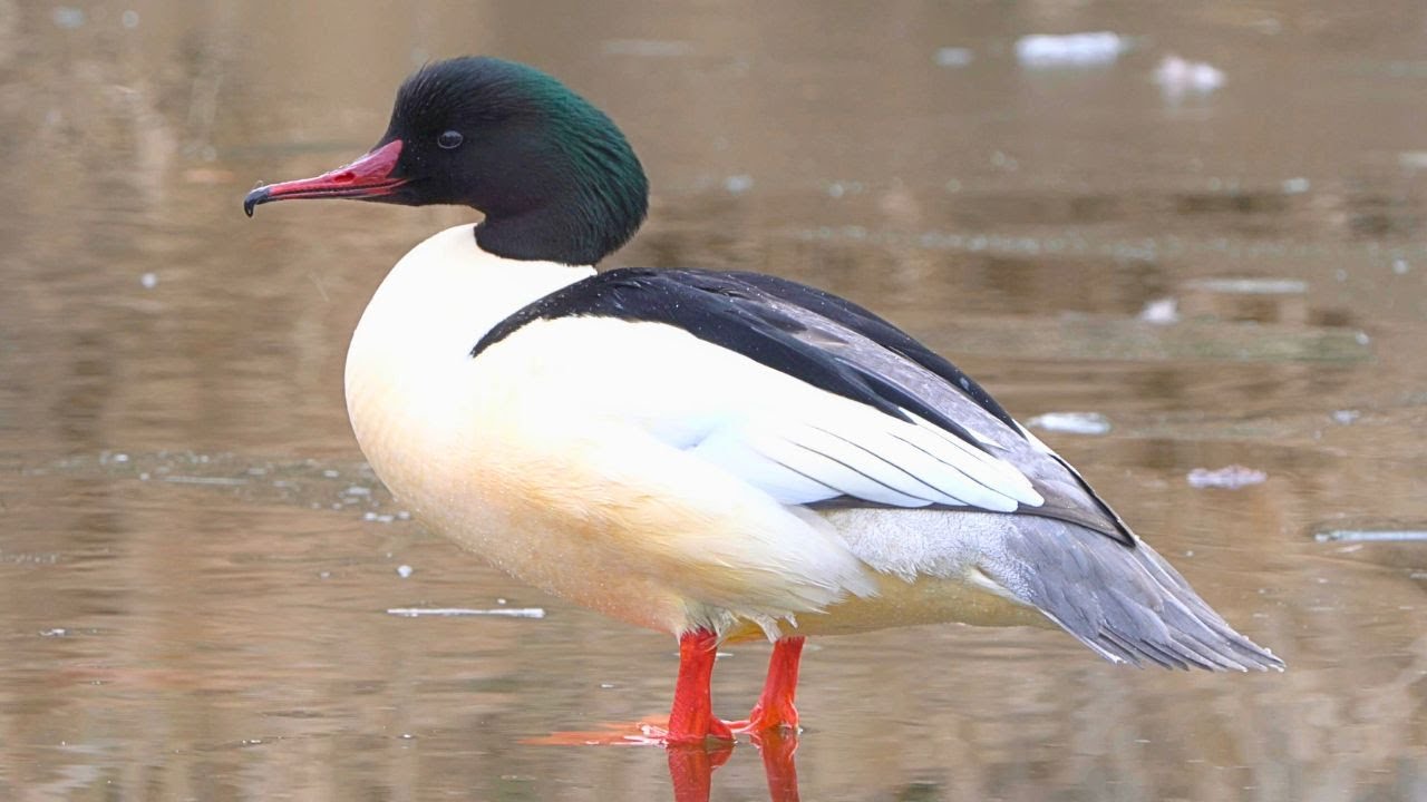 Male Goosander Duck Loitering on the Ice [4K] Common Merganser - YouTube