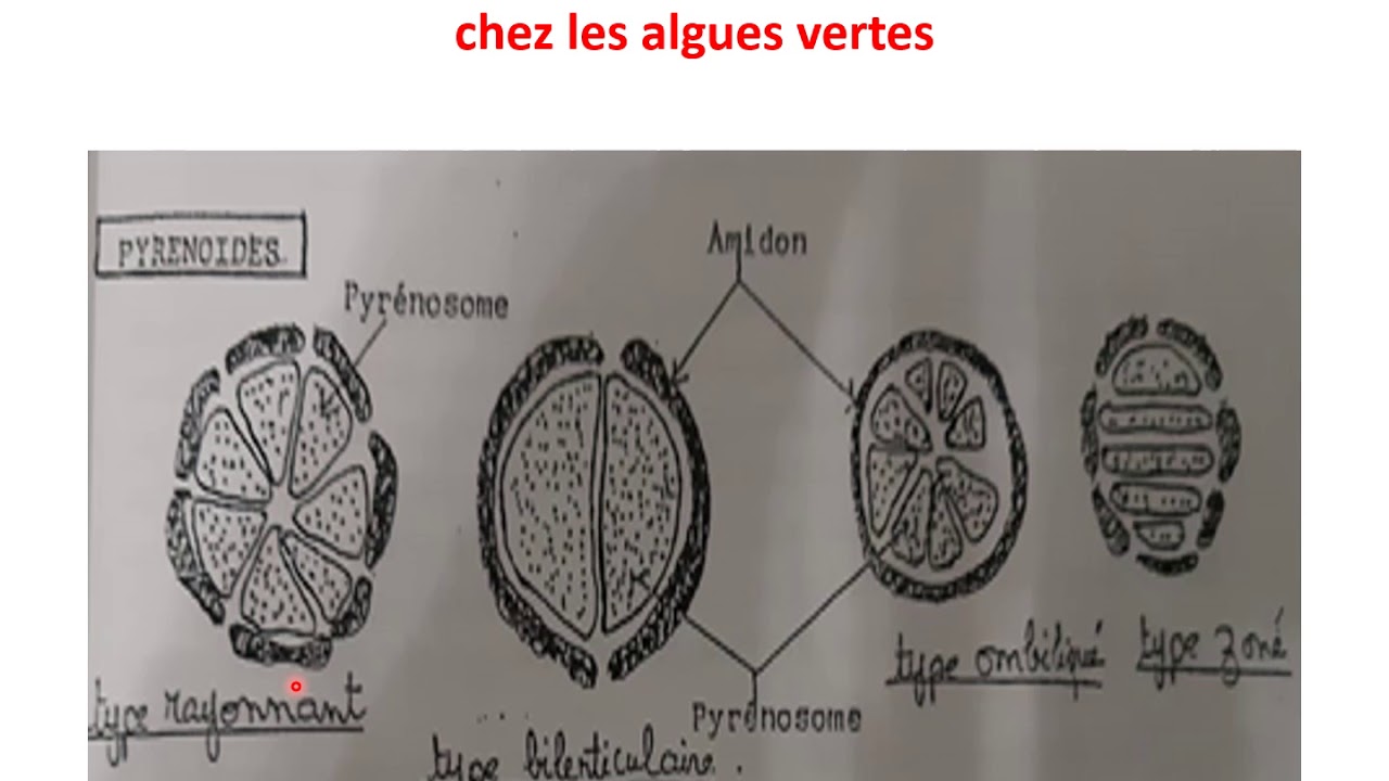 les plastes, les thylakoïdes,les pyrénoïdes et les pigments chez les ...