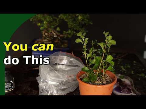 Japanese Dwarf Quince Çhojubai' propagation