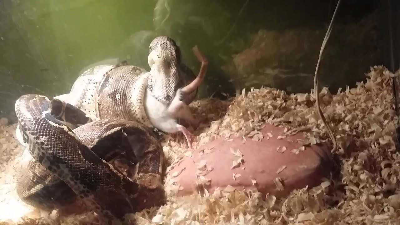 Snake eating rat - YouTube