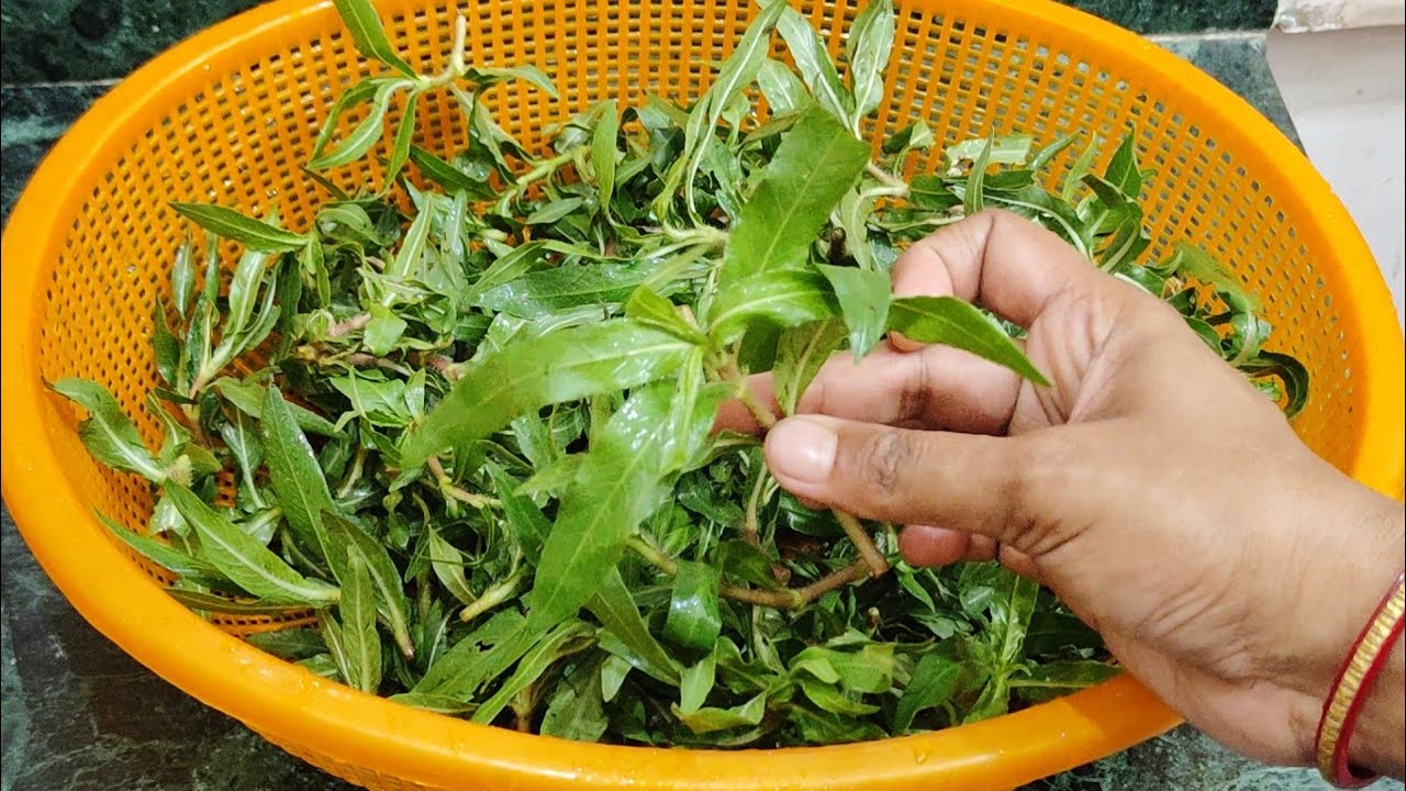 কিডনির পাথর গলাতে পারে ভেষজ ঔষধি শাক কুলেখাড়া | Kulekhara Recipe ...