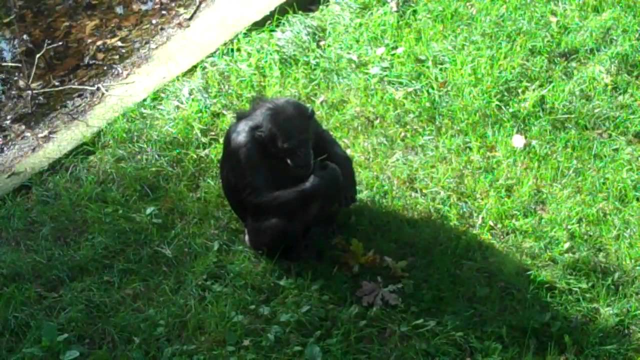 Chimp having a smoke - YouTube