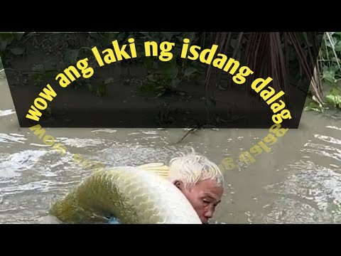 ang laki ng isdang dalag wow! - YouTube