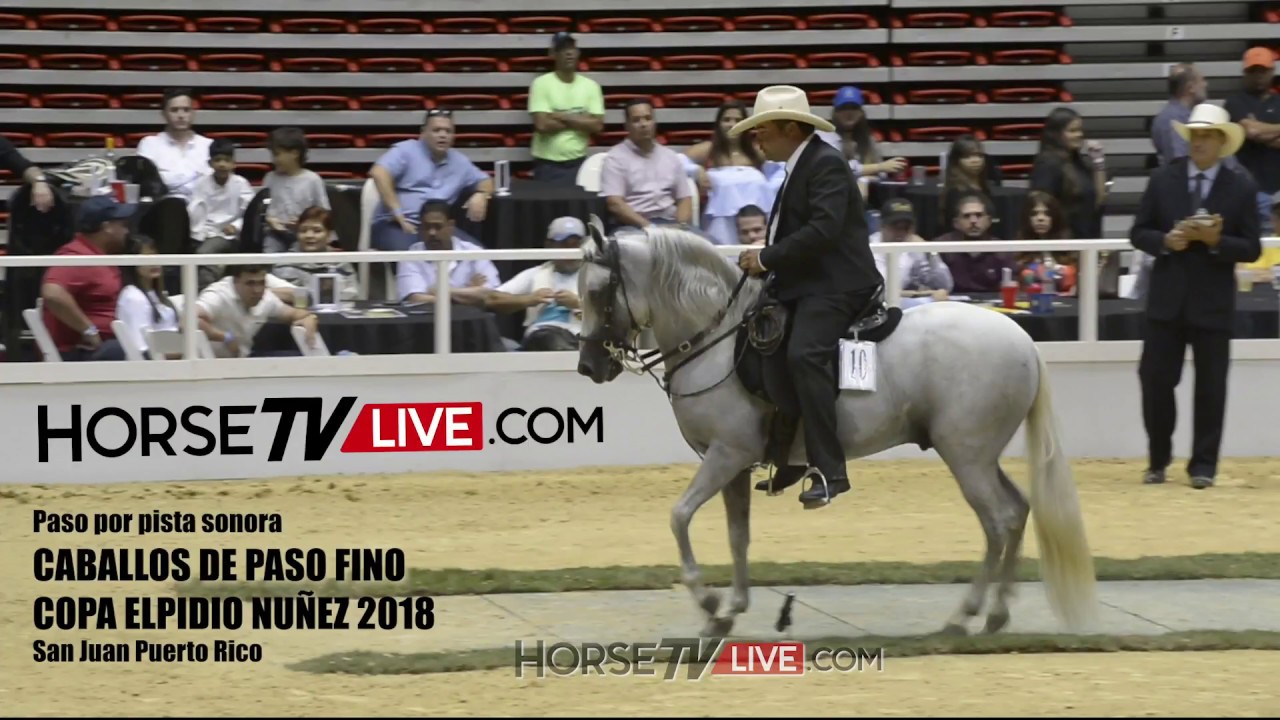 Championship Paso Fino Elpidio Nunez Cup 2018 - YouTube