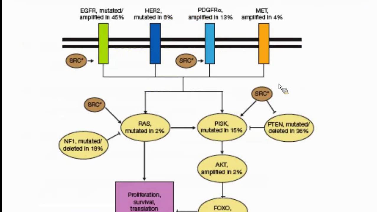 Tracy Batchelor, M.D. - Targeted Therapies for Brain Tumors - YouTube