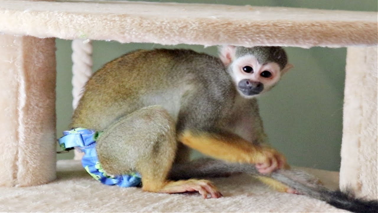 Ollie The Monkey Playtime Fun - YouTube