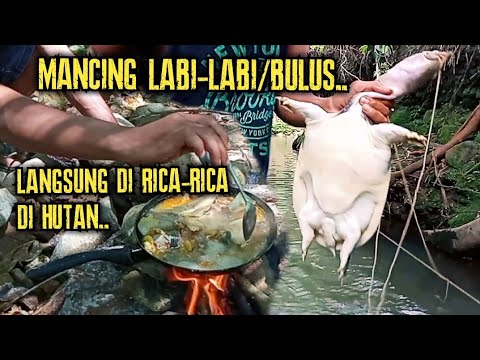 MANCING DAN MASAK LABI-LABI/BULUS DI HUTAN KALIMANTAN||MAKANAN EKSTRIME ...