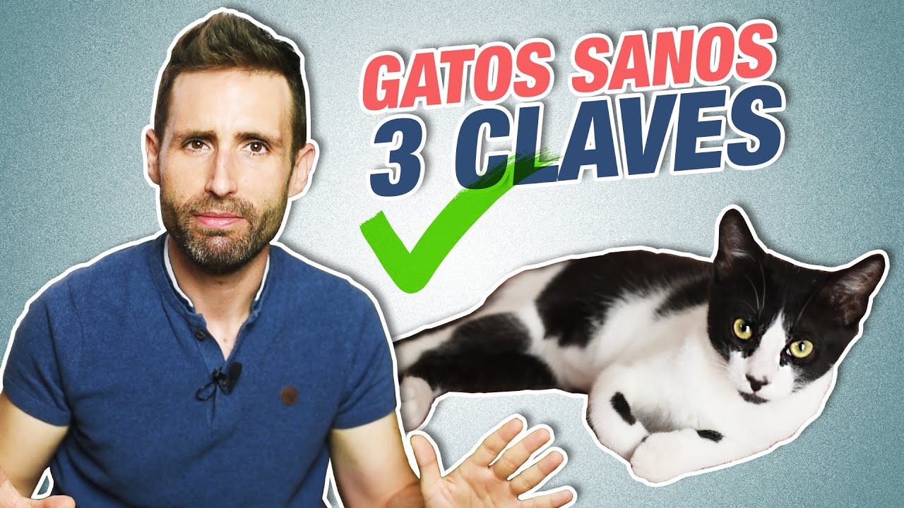 3 CLAVES para saber si TU GATO ESTÁ SANO 😸 | Alimentación, arenero y ...