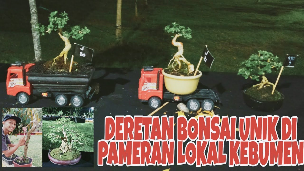 Bonsai unik di pameran lokal Kebumen/bonsai unik/bonsai langka/bonsai ...