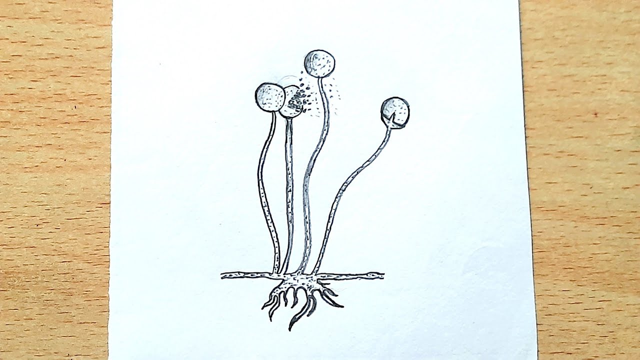How to draw a Rhizopus //step by step #video - YouTube