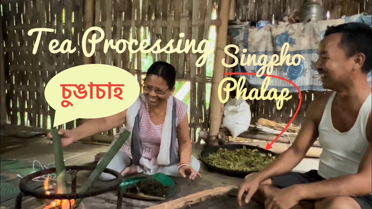 Organic Tea Processing | চিংফৌসকলৰ ফালাপ-চুঙাচাহ সংৰক্ষণ পদ্ধতি ...