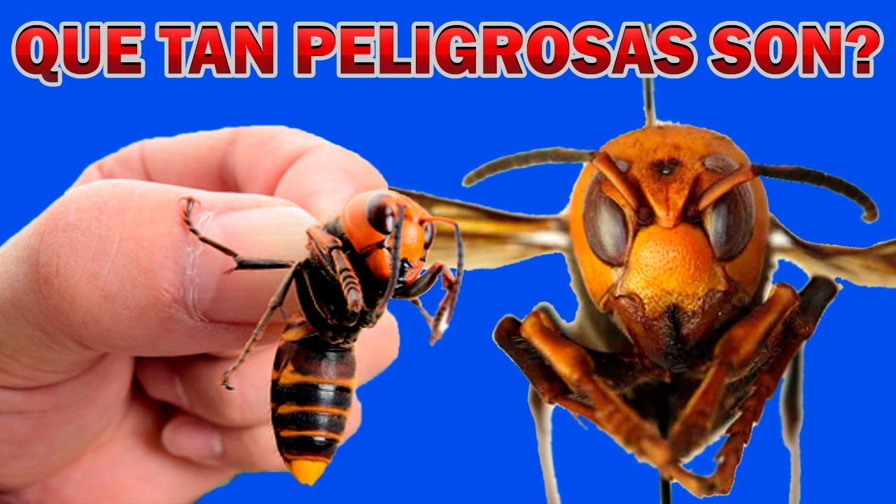 Que tan peligrosas son las avispas gigantes asiáticas para los humanos ...
