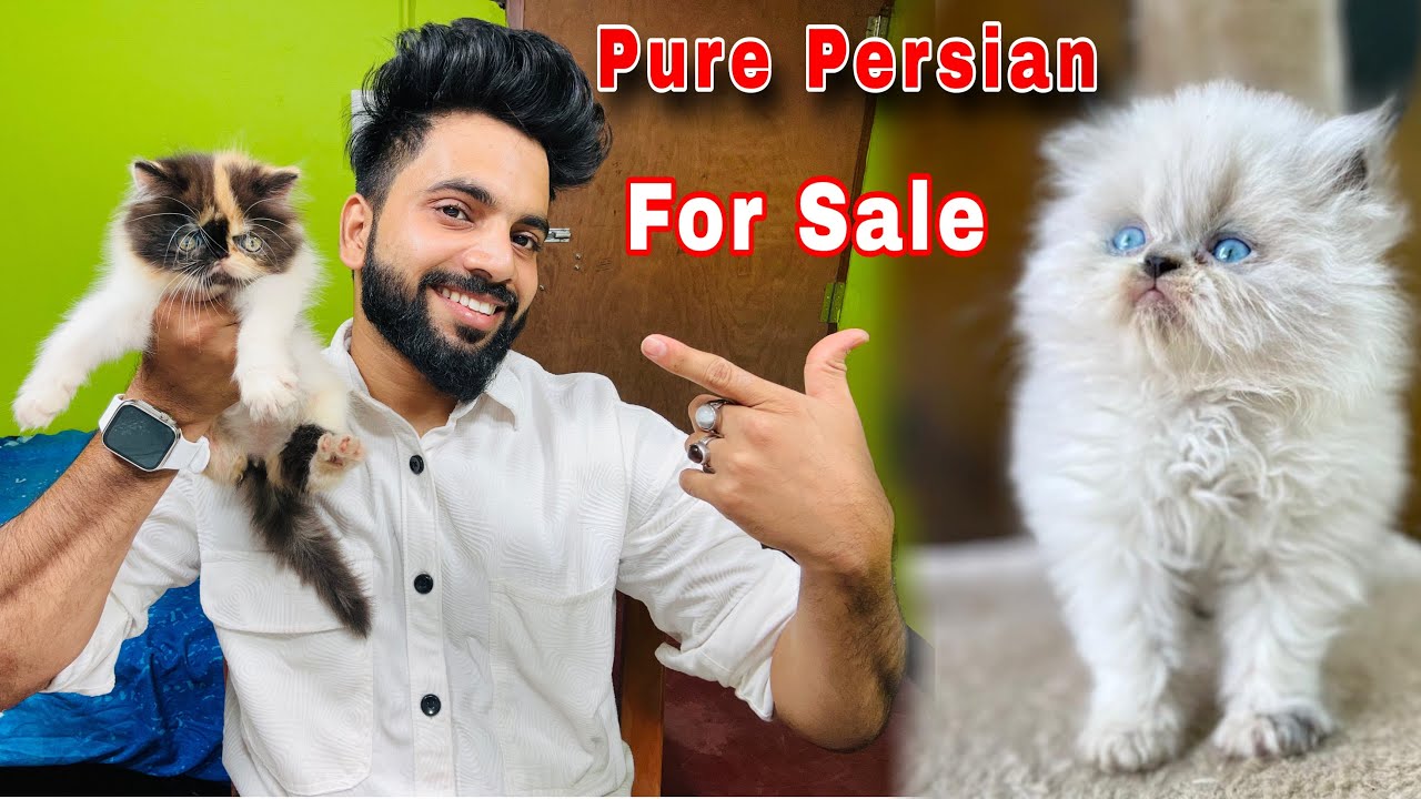 Persian Cats For Sale | Triple Coat Persian Kittens | Persian Cat ...