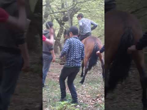 Qabonun dostari