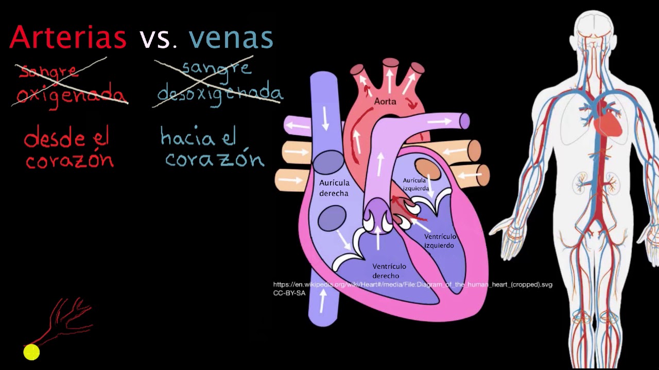 Arterias vs. venas. ¿Cuál es la diferencia? | Fisiología del sistema ...