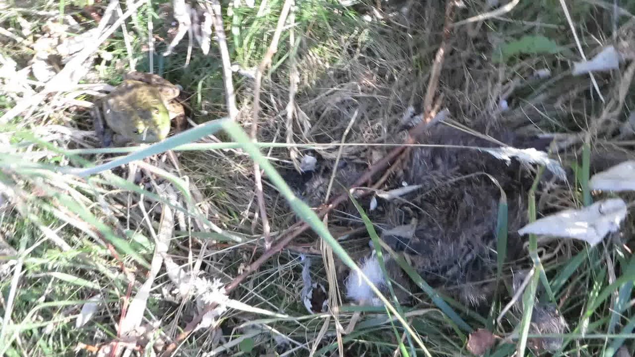 Dead baby bunny and Guardian frog doesnt want to move so puffs up then ...