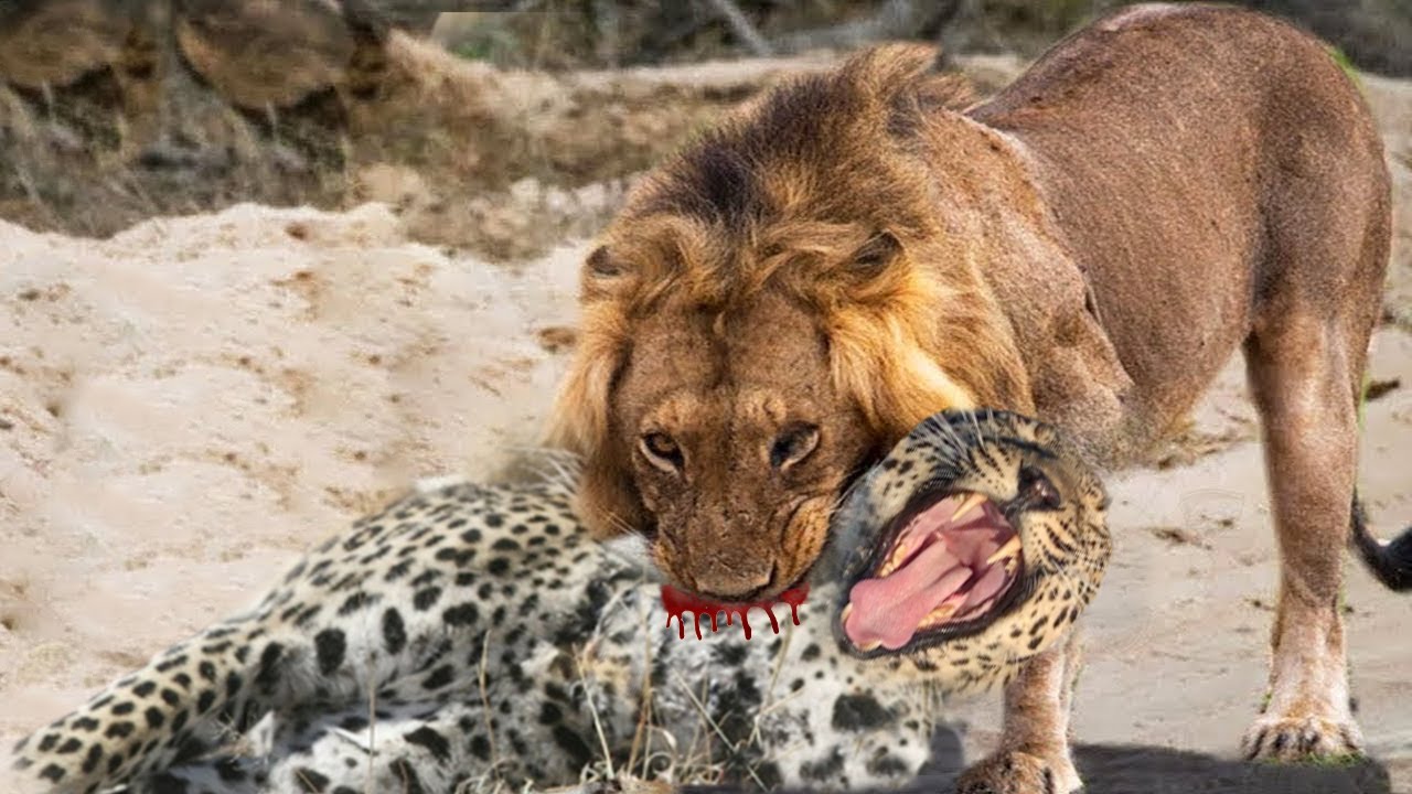 Revenge ! Howling Leopard Noise Makes Lion For Waking Angry Lion Attack ...