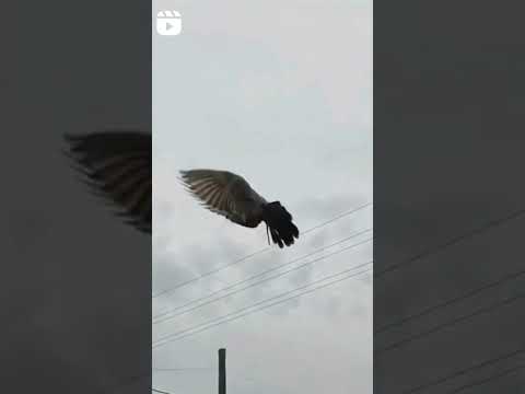 güvercin takla show takla atan güvercin# #güvercinvideoları #shorts#taklacıgüvercin #güvercin #kuş