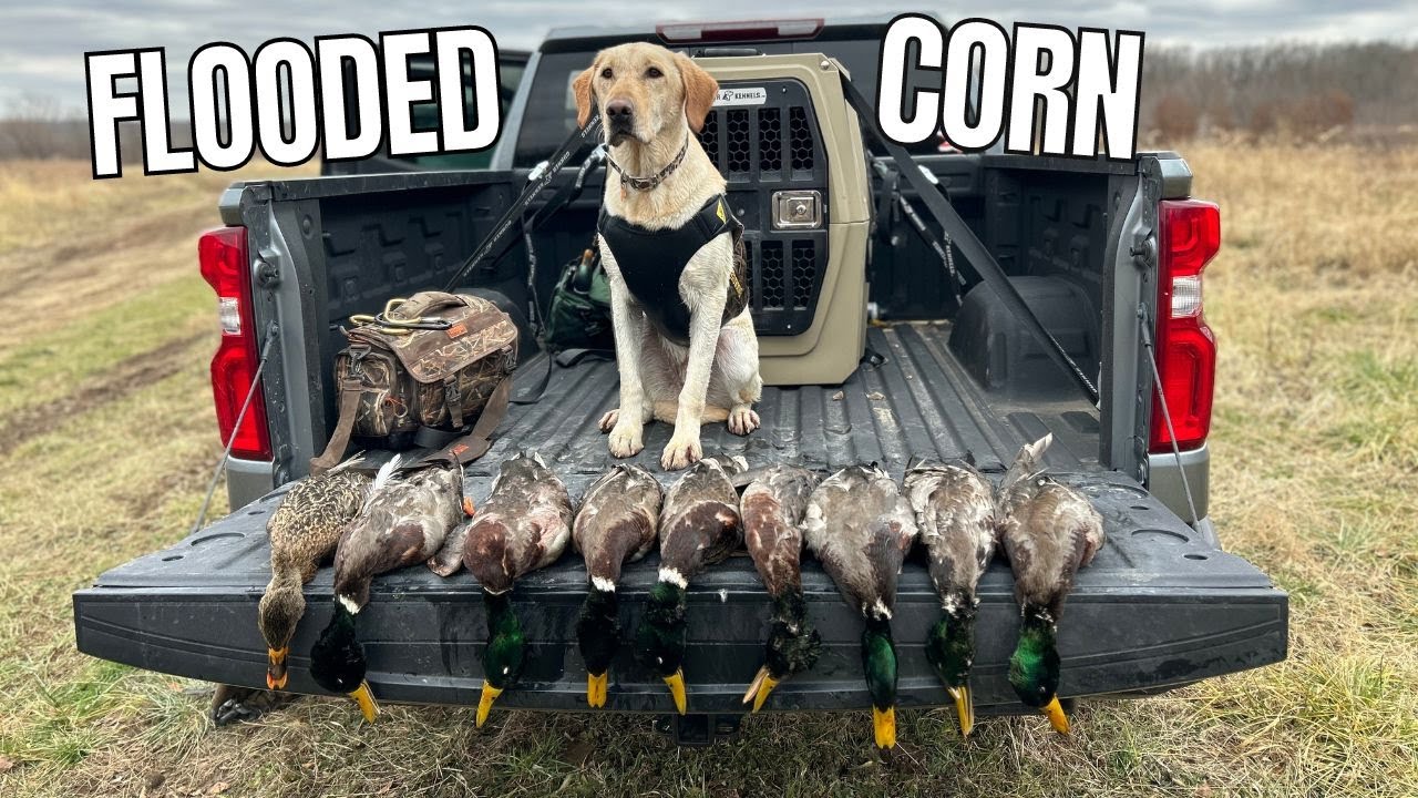 Flooded Corn Mallards | Illinois Duck Hunting - YouTube
