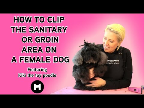 How to trim a female dog's sanitary or groin region [Expert Opinion]