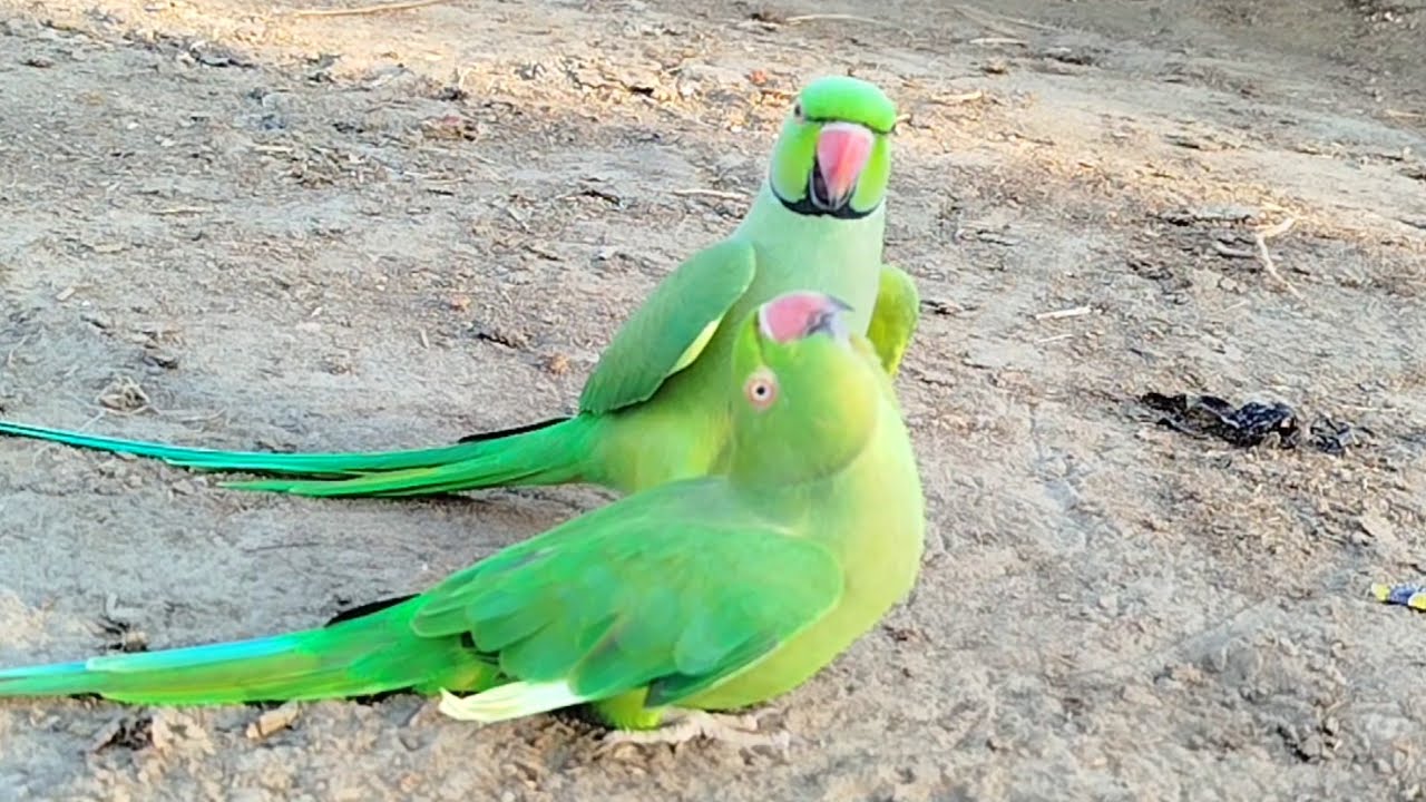 Parrot Masti To Parrot Jora Video - YouTube
