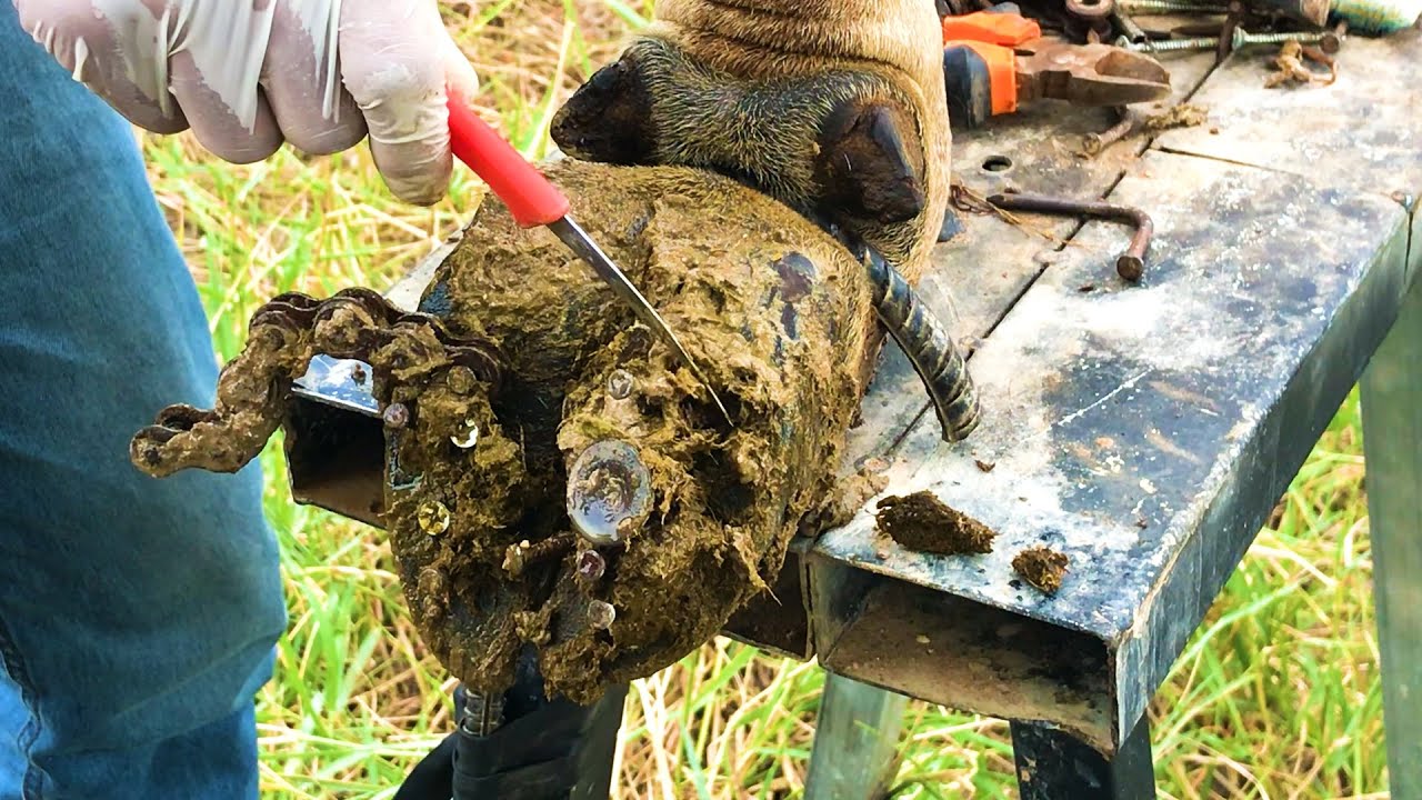 EP 255 | Professional Clean and Trimming of Cow Hoof, Including Removal ...