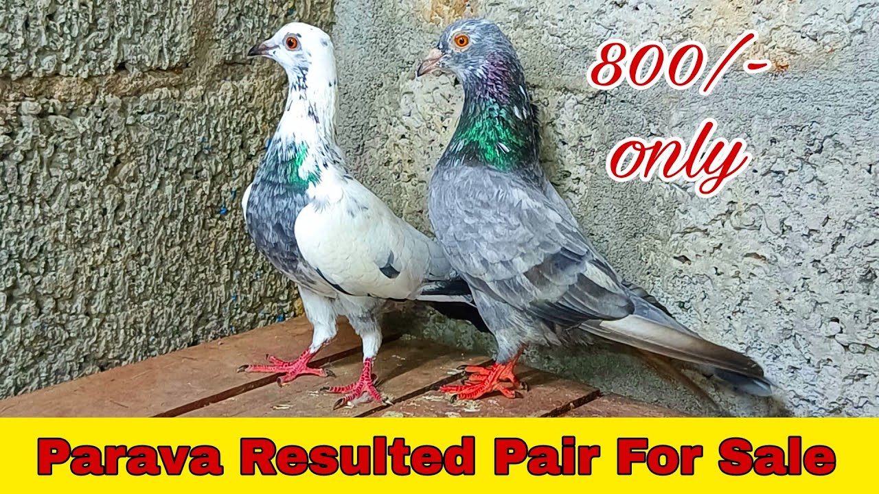 Parava Resulted Pair For Sale @ 800/- only | 6374370483 | Kaboothar ...