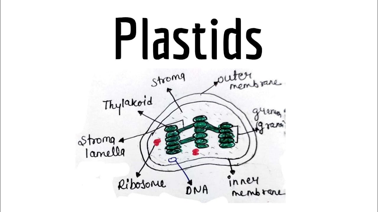 What is plastids | types of plastids | function of plastids || - YouTube