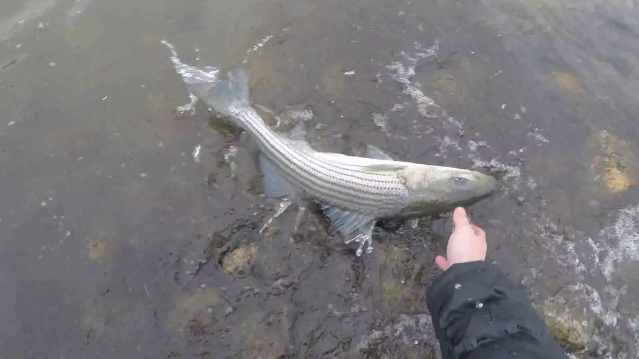 Catching Striped Bass from shore - YouTube