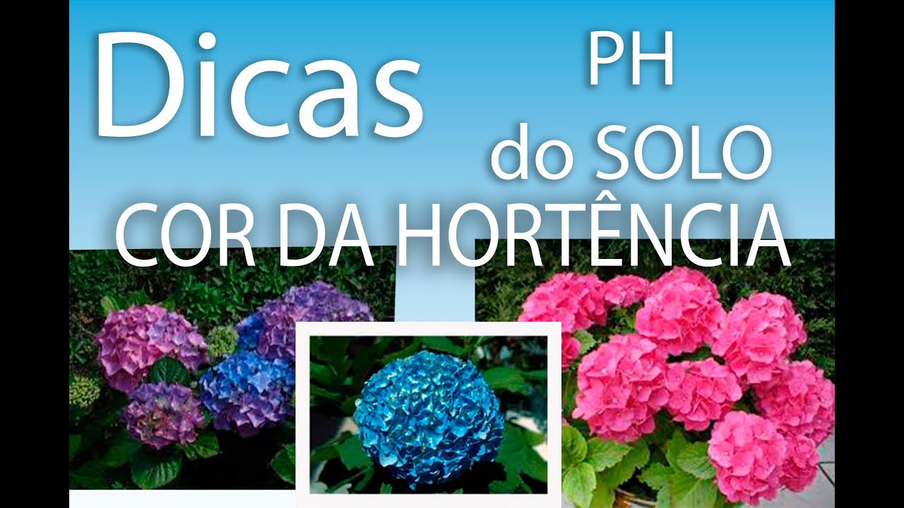 Hortênsias como escolher a cor pelo solo Plantar em Casa - YouTube